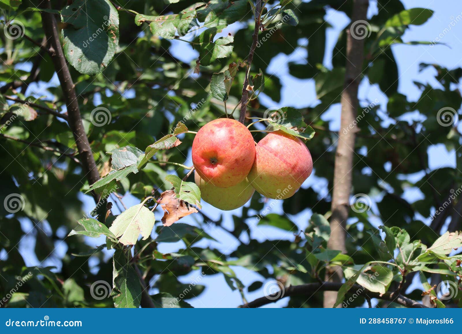Apples in the Tree Summer Time Stock Image - Image of freshness, gala ...