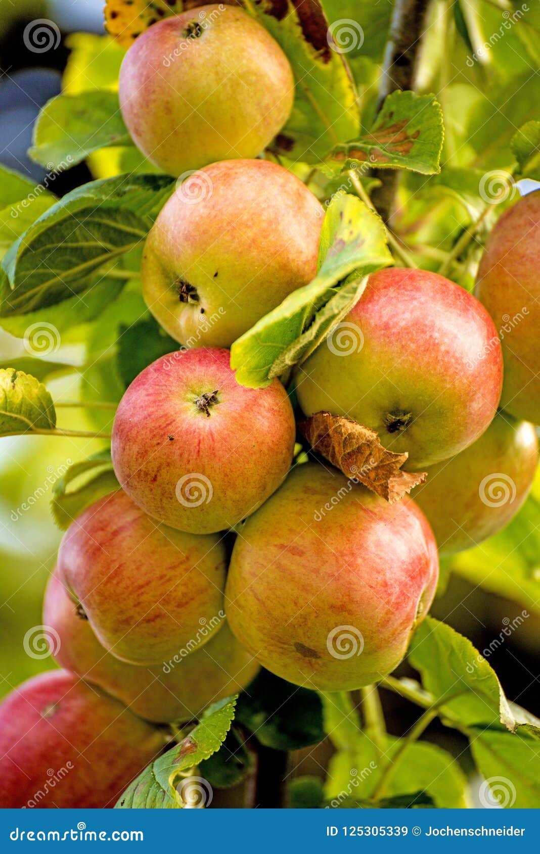 Apples on a Tree in Summertime Stock Image - Image of apple, autumnal ...