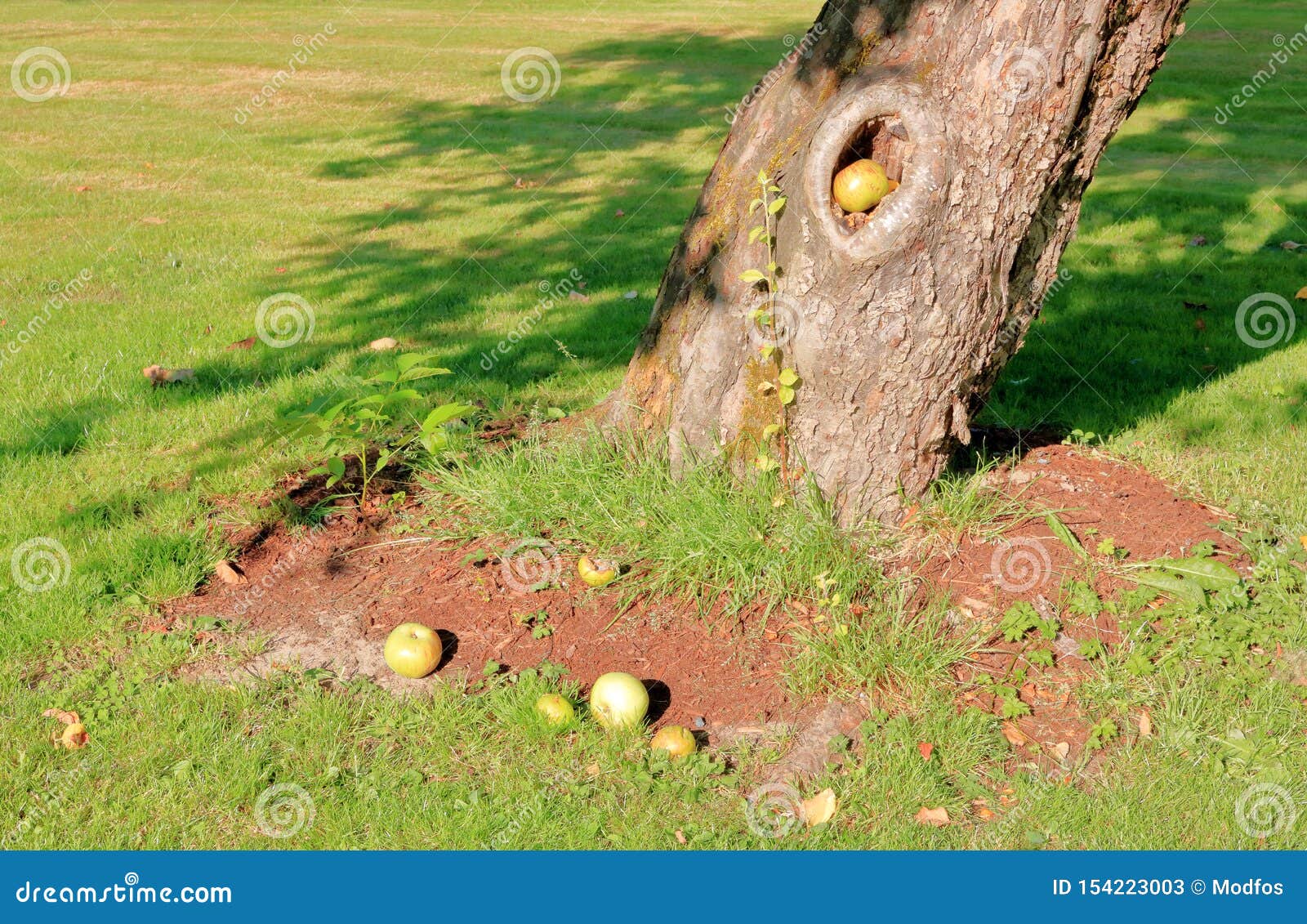 Apples and a Tree Trunk Hollow Stock Image - Image of hole, organic ...