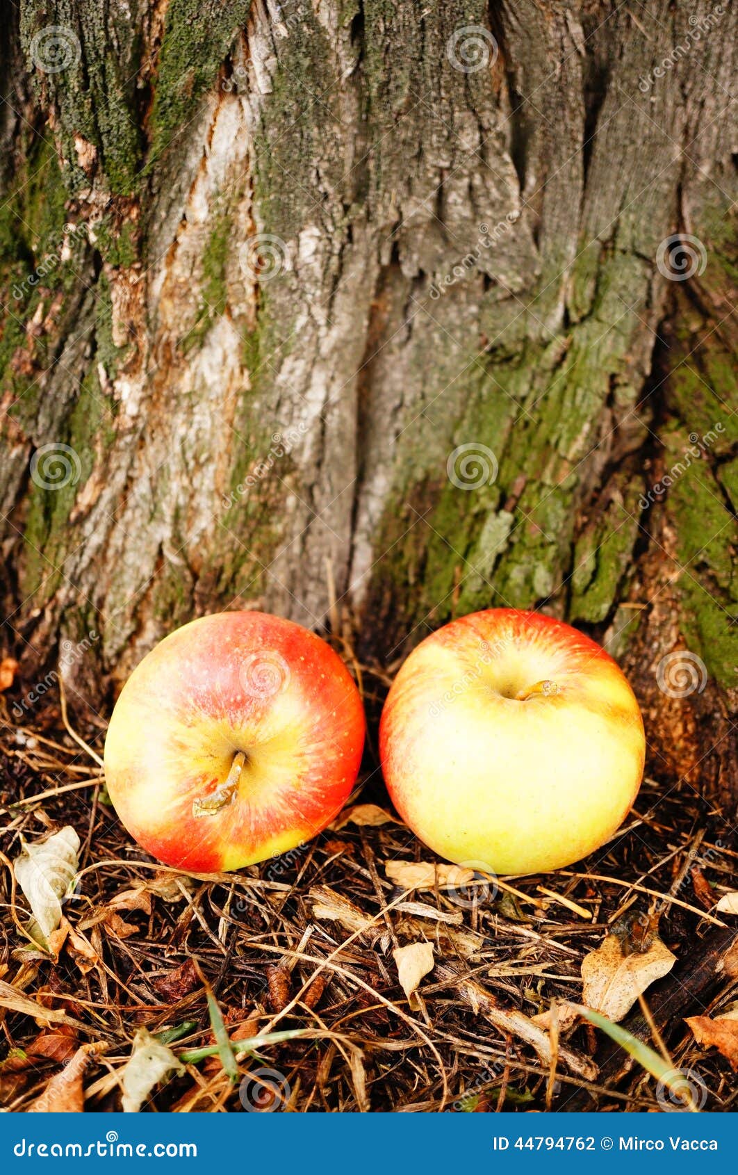 Apples by tree stock photo. Image of nature, fruit, tree - 44794762