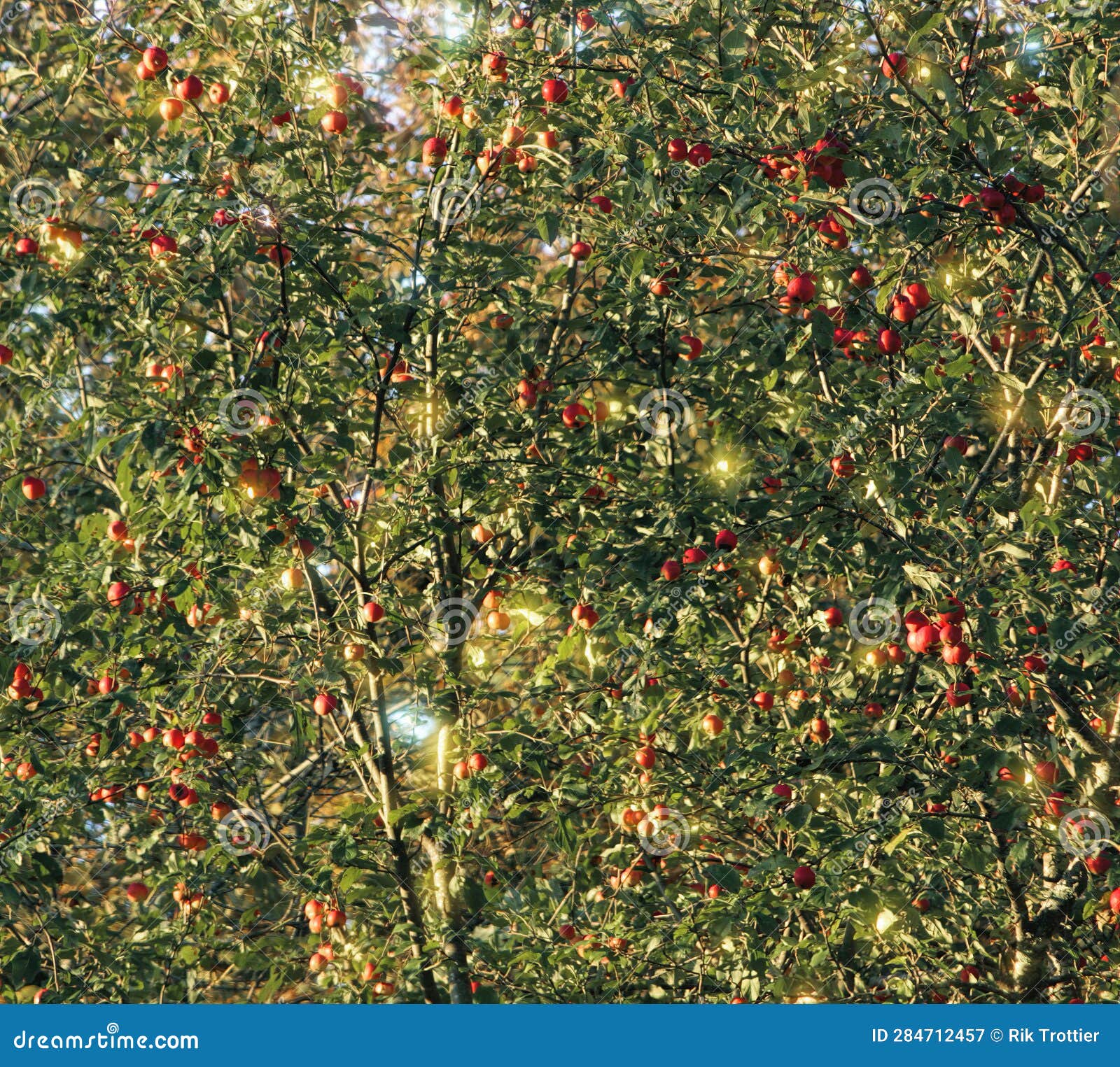 Apples in Trees stock image. Image of trees, ripe, orchard - 284712457