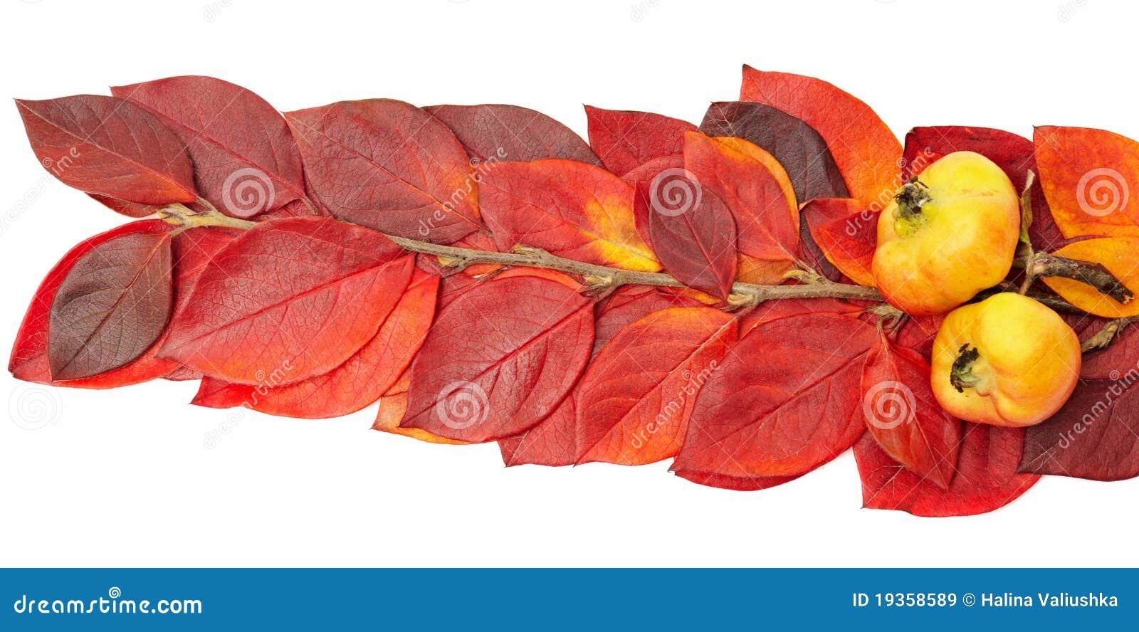 Apples on Twig with Red Leaves Stock Image - Image of color, leaf: 19358589