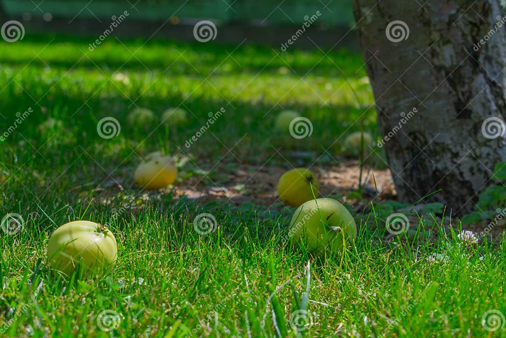 Apples Under the Apple Tree in Summer Stock Image - Image of nature ...