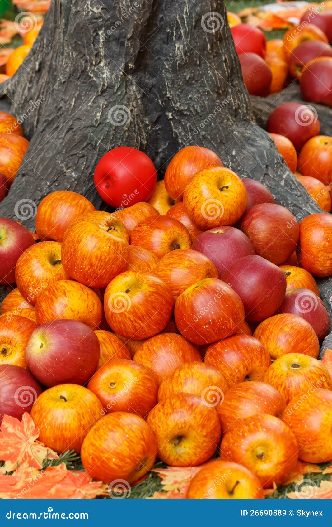 Apples Under the Tree stock image. Image of nature, autumn - 26690889
