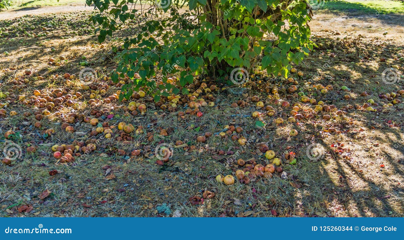 Apples Under the Tree stock photo. Image of abundance - 125260344