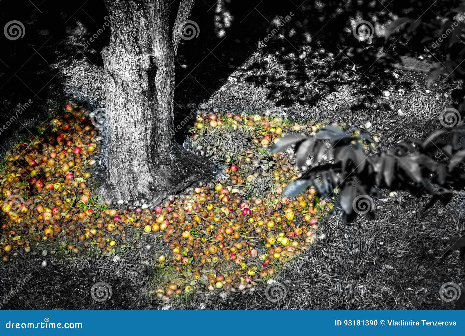 Apples under a tree stock photo. Image of autumn, grass - 93181390