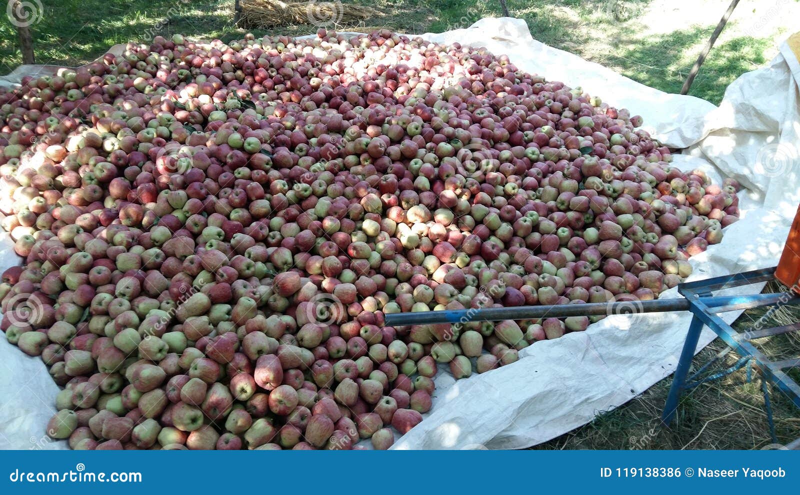 Heap of Apples stock photo. Image of heap, village, pure - 119138386