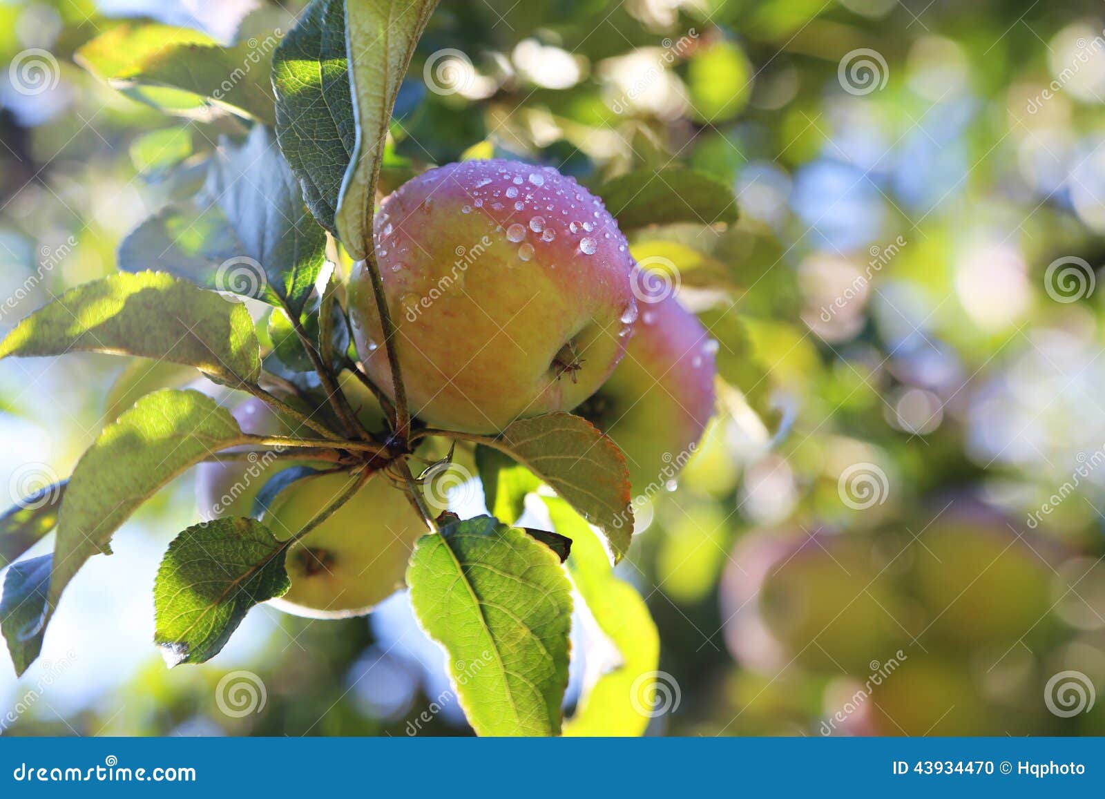 Apples with Water Drops in Tree Stock Photo - Image of garden, orchard ...