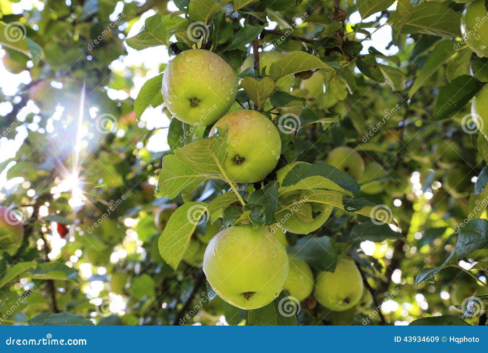 Apples with Water Drops in Tree Stock Image - Image of crop, horizontal ...