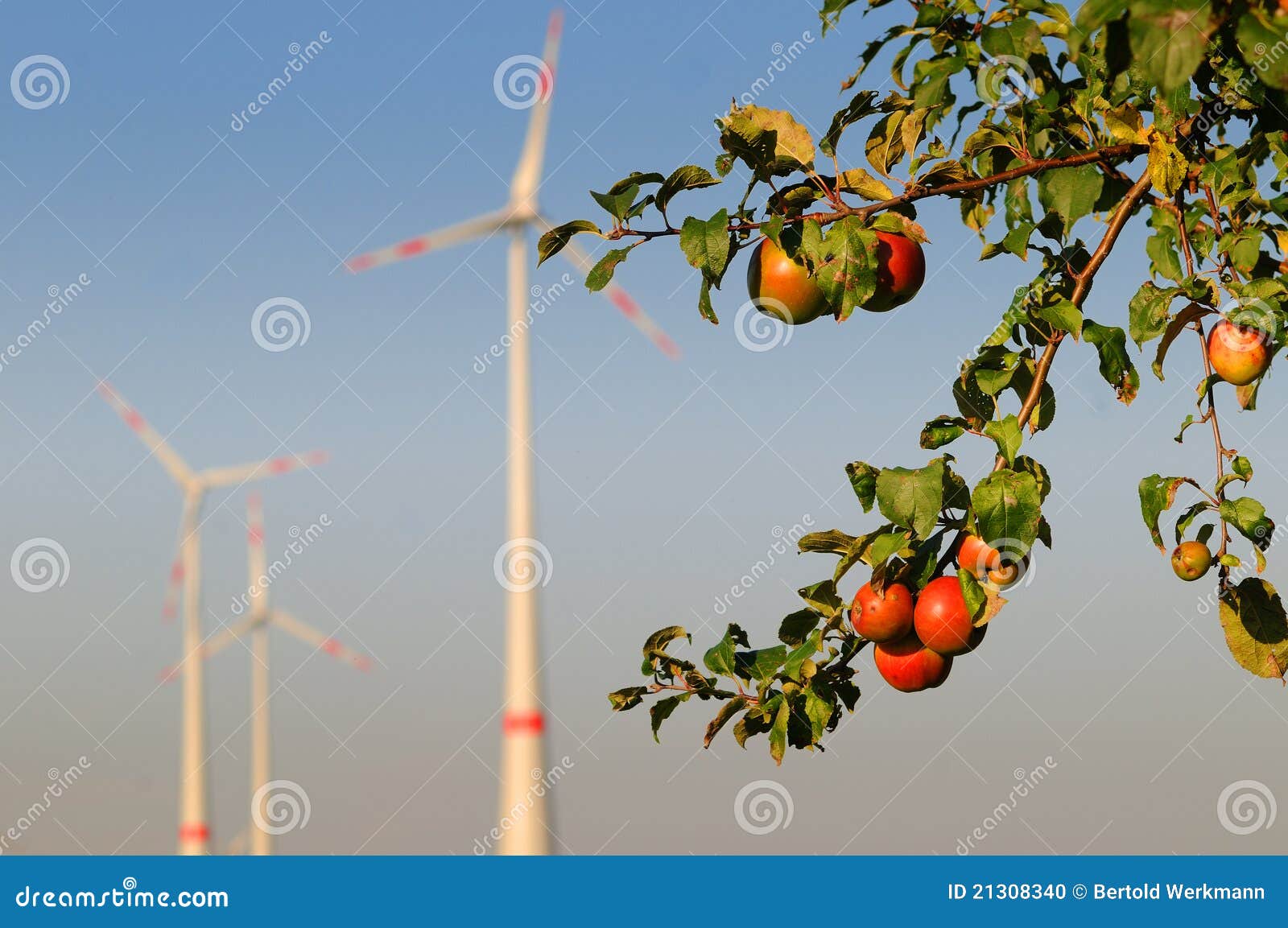 Apples and wind turbines stock photo. Image of leaf, growth - 21308340
