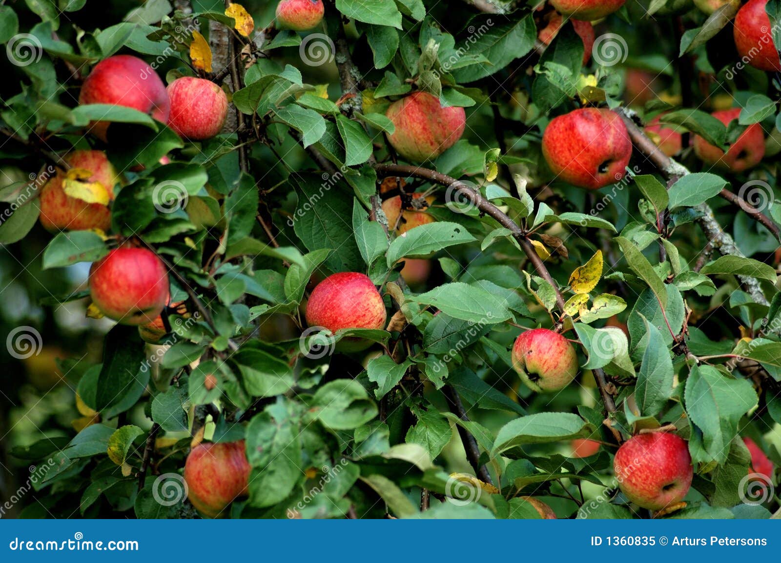 Appletree 3428 stock image. Image of orchard, fall, leaves - 1360835