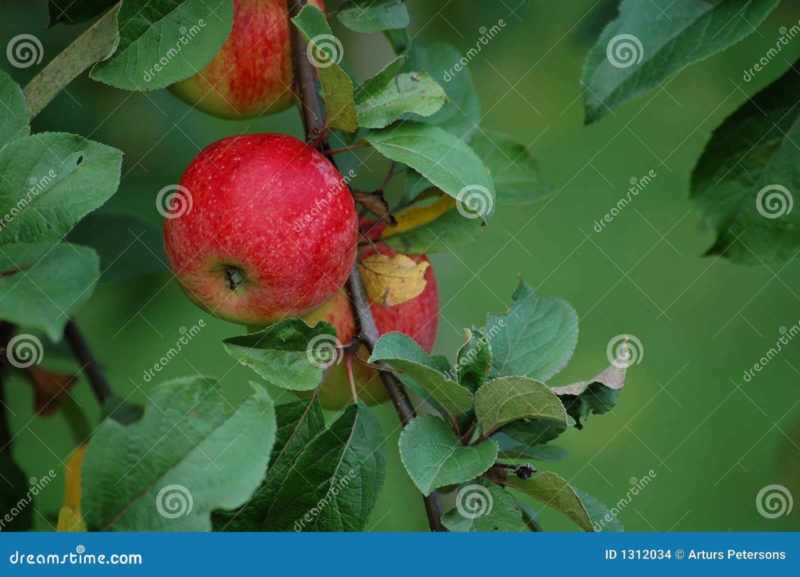 Appletree 3431 stock photo. Image of health, farming, country - 1312034