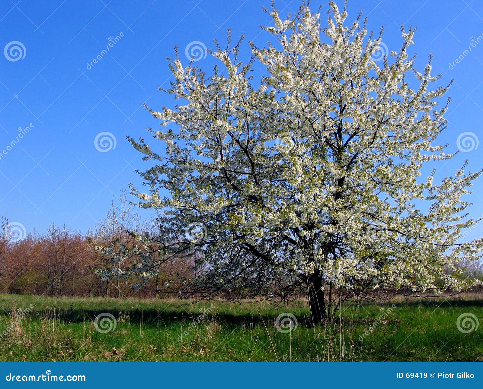 Appletree. stock image. Image of light, outside, hills, nonconformity ...