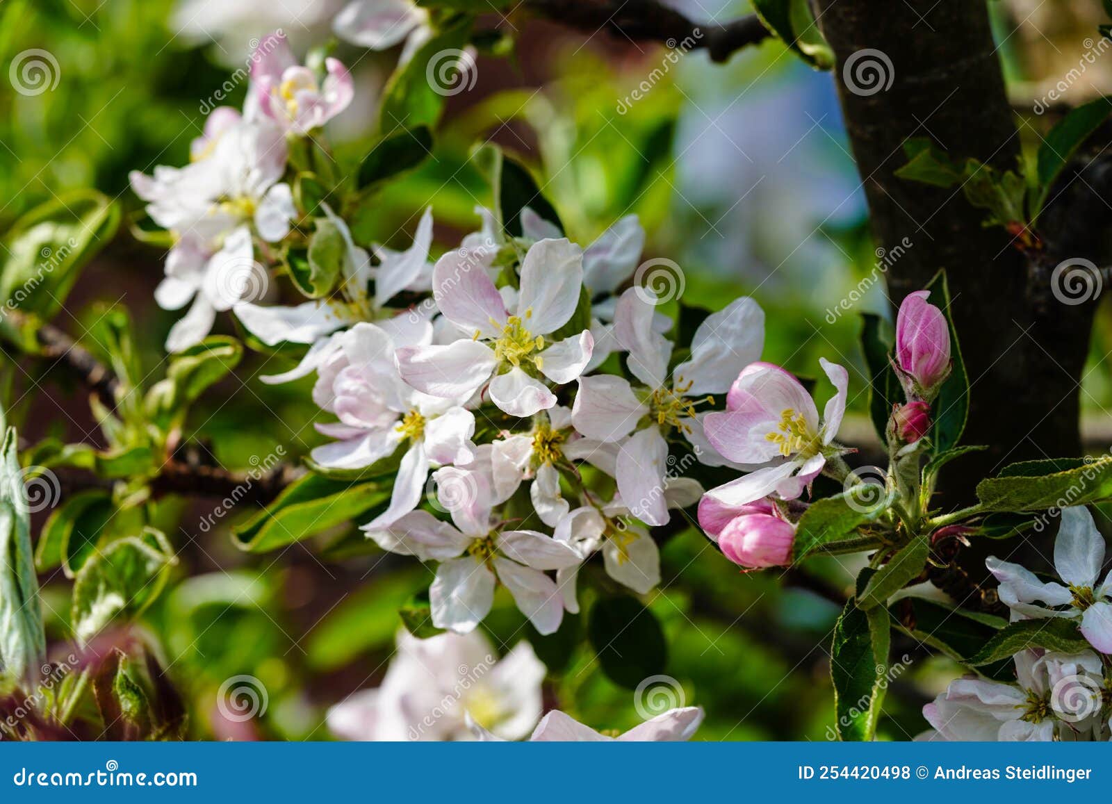 Appletree in Hamburg stock photo. Image of healthy, land - 254420498