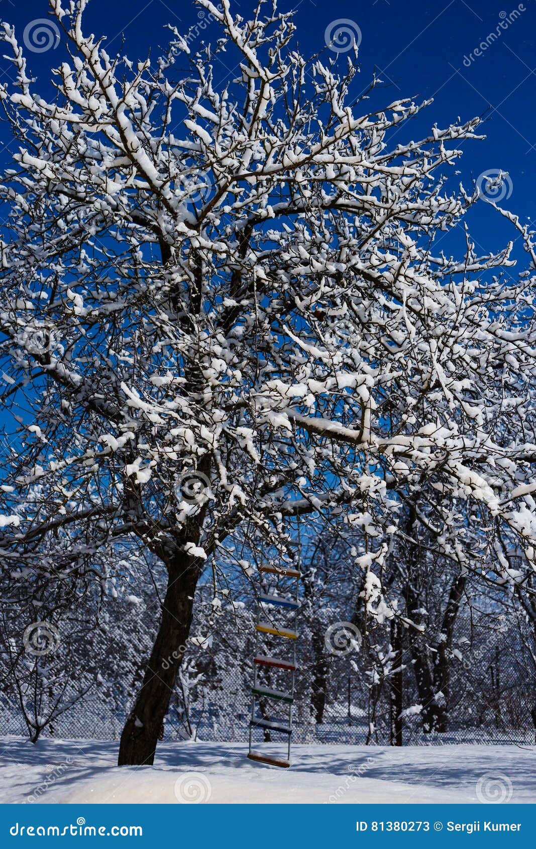 Appletree with Snow on Branches at Winter Night Stock Image - Image of ...