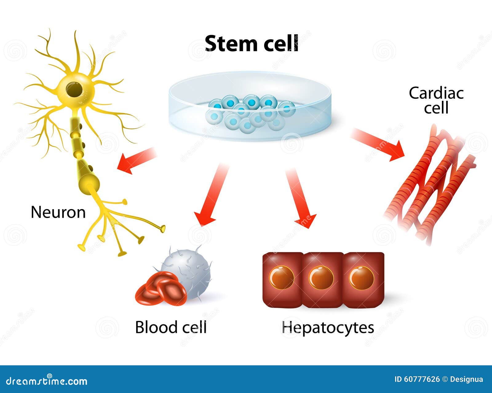 Applicazione Della Cellula Staminale Illustrazione Vettoriale ...