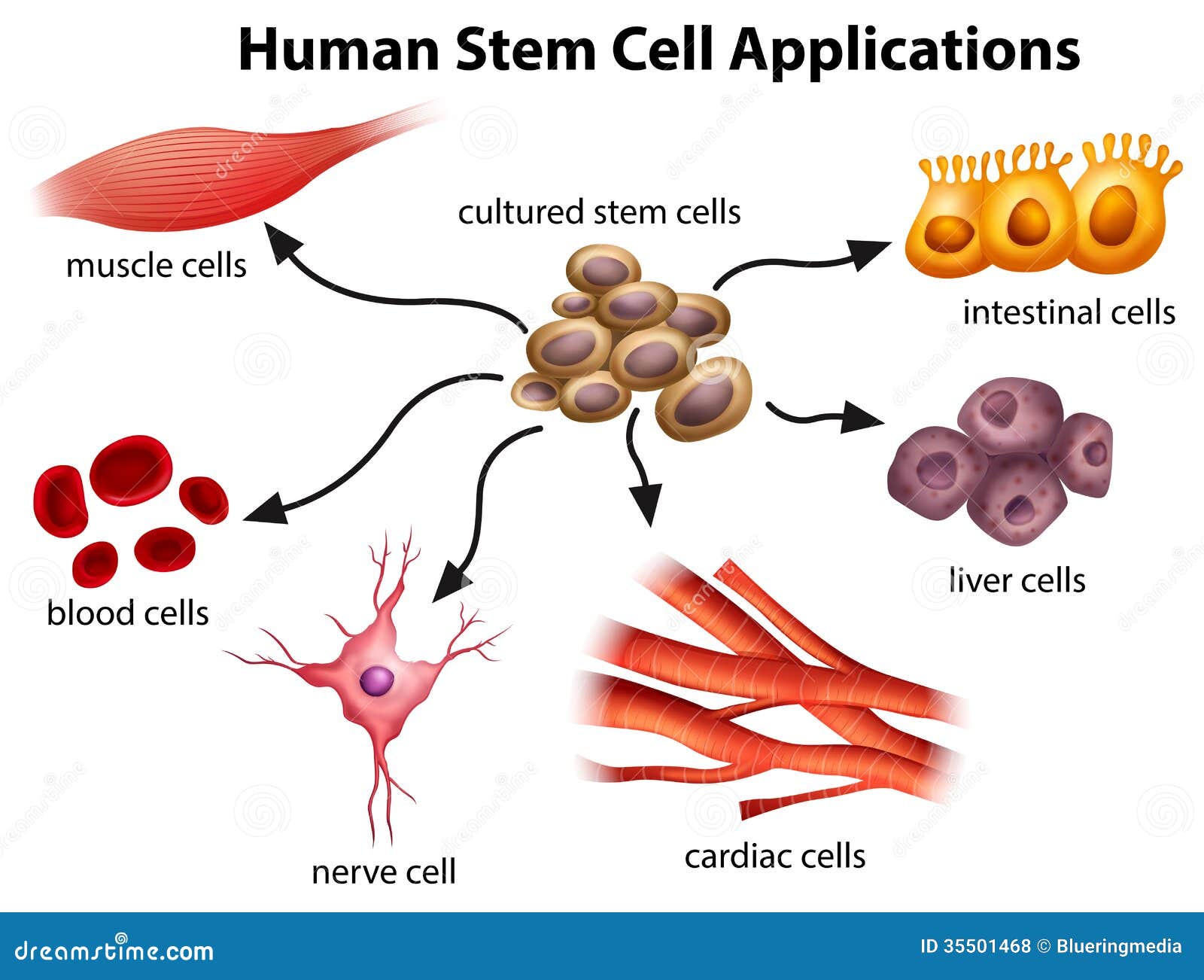 Applicazioni Umane Della Cellula Staminale Illustrazione Vettoriale ...