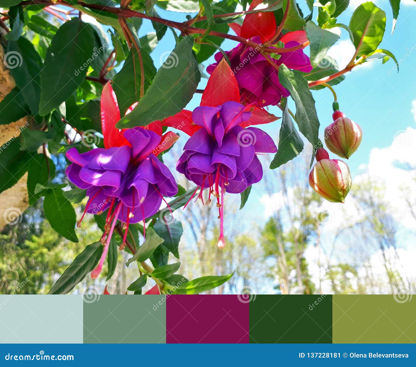 Apply a Palette To a Blooming Violet Fuchsia Image Stock Image - Image ...