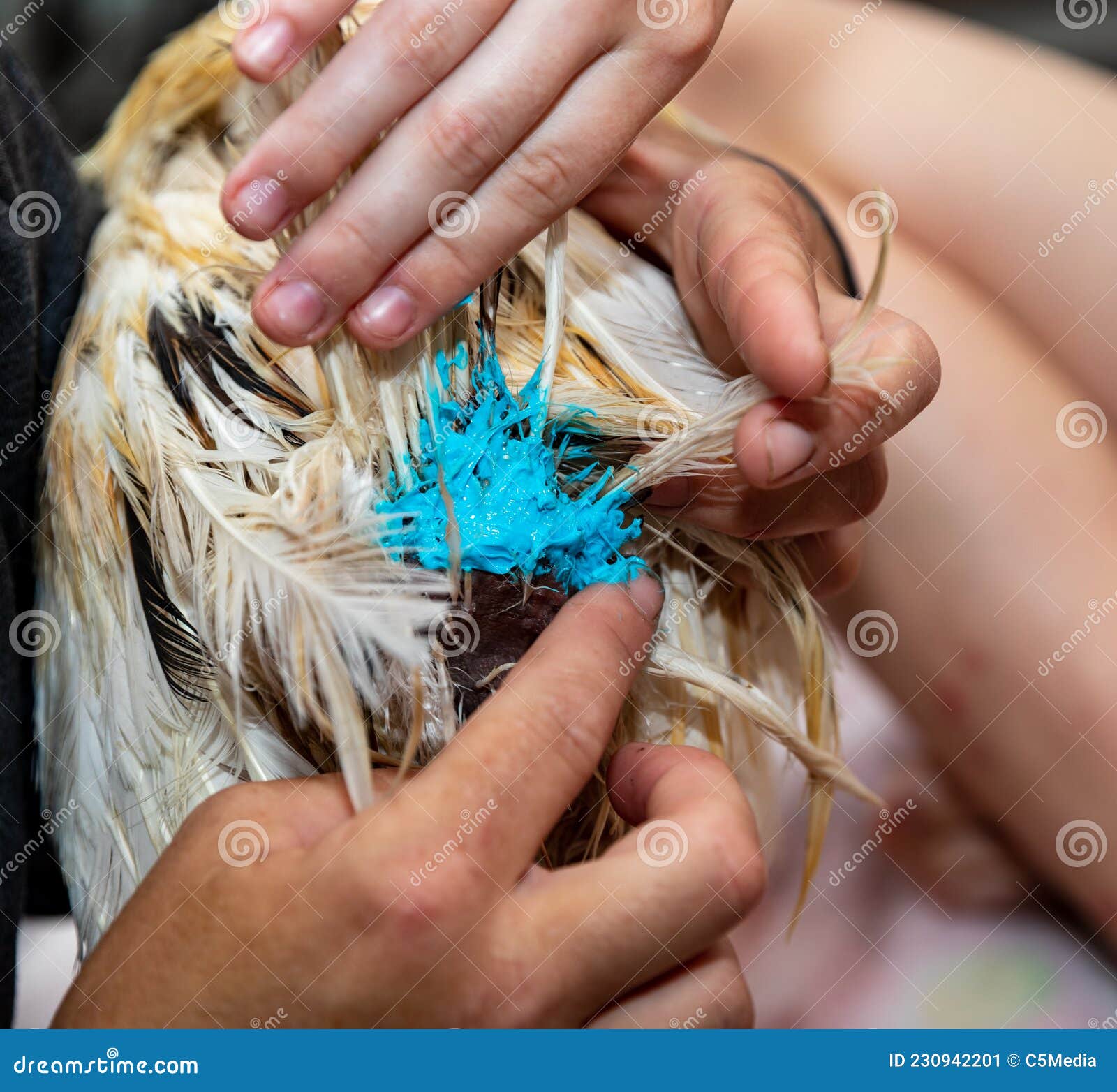 Applying Wound Care Ointment To Chicken Stock Image - Image of ...