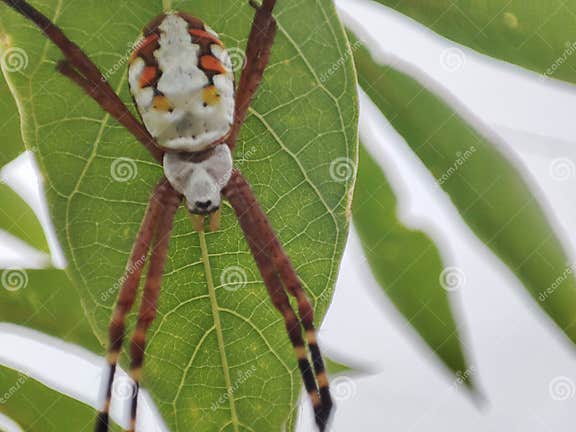 Appreciating the Role of Spiders in the Ecosystem Stock Image - Image ...
