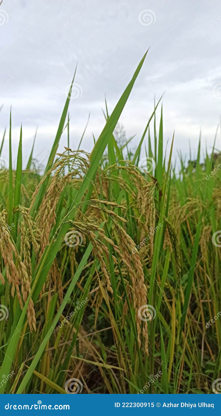 Apprendre De La Riziculture Plus Le Contenu Plus Bas Image stock ...