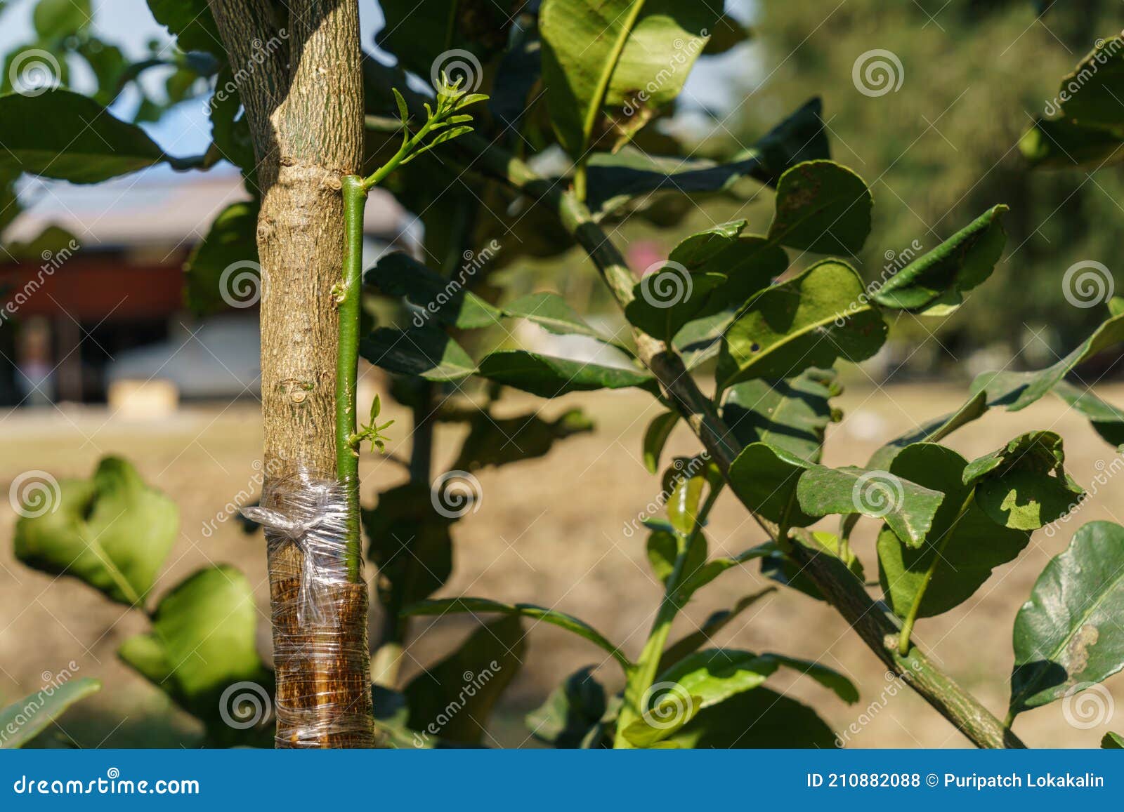 Approach Grafting between Lime and Kaffir Lime Trees Stock Photo ...