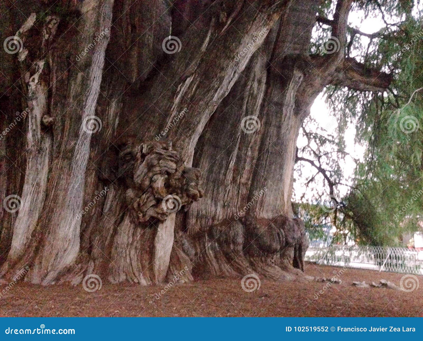Approach of the Largest Tree in the World Stock Photo - Image of tree ...