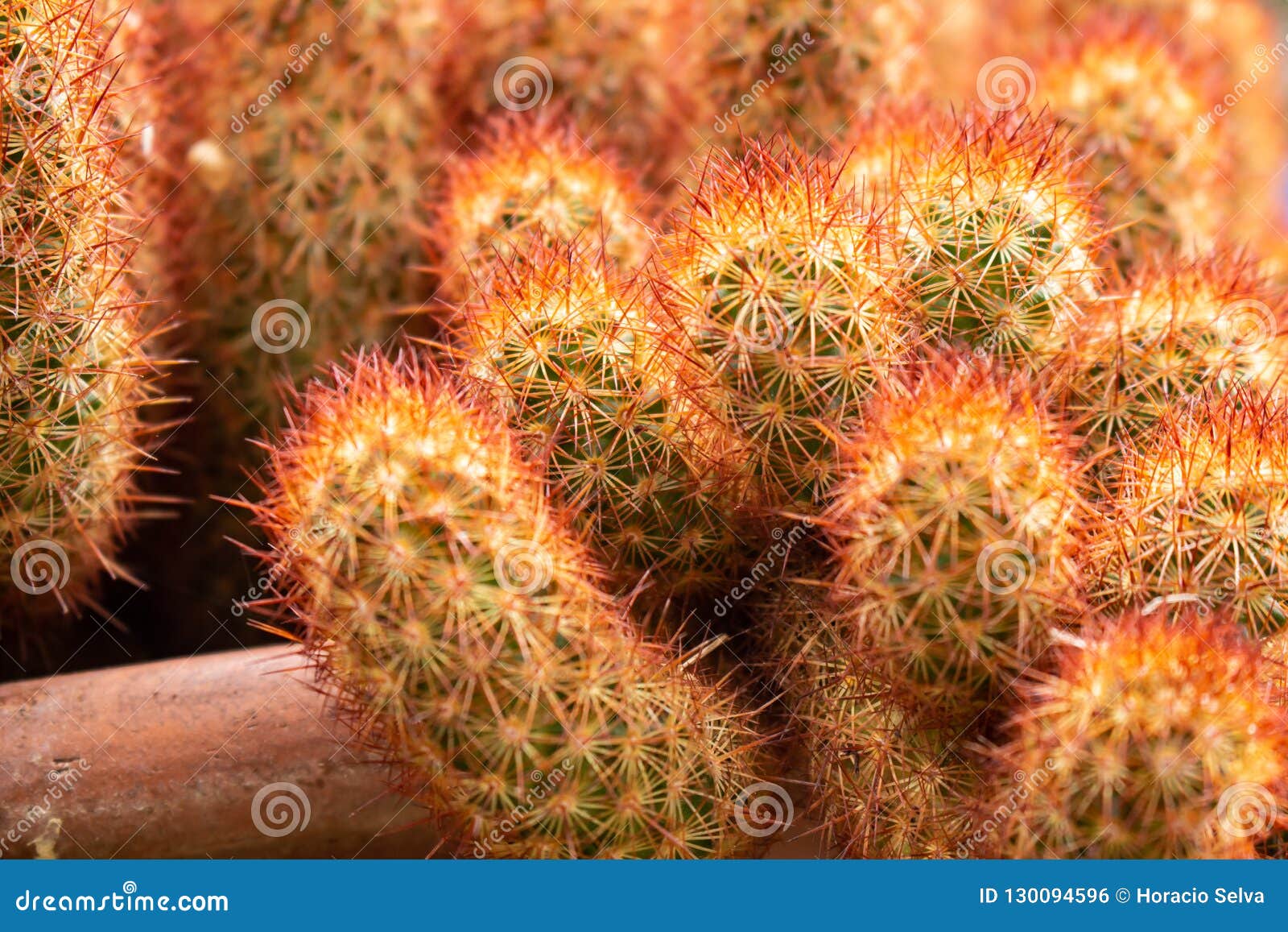 Approach of a Small Cactus with Innumerable Thorns. Stock Photo - Image ...