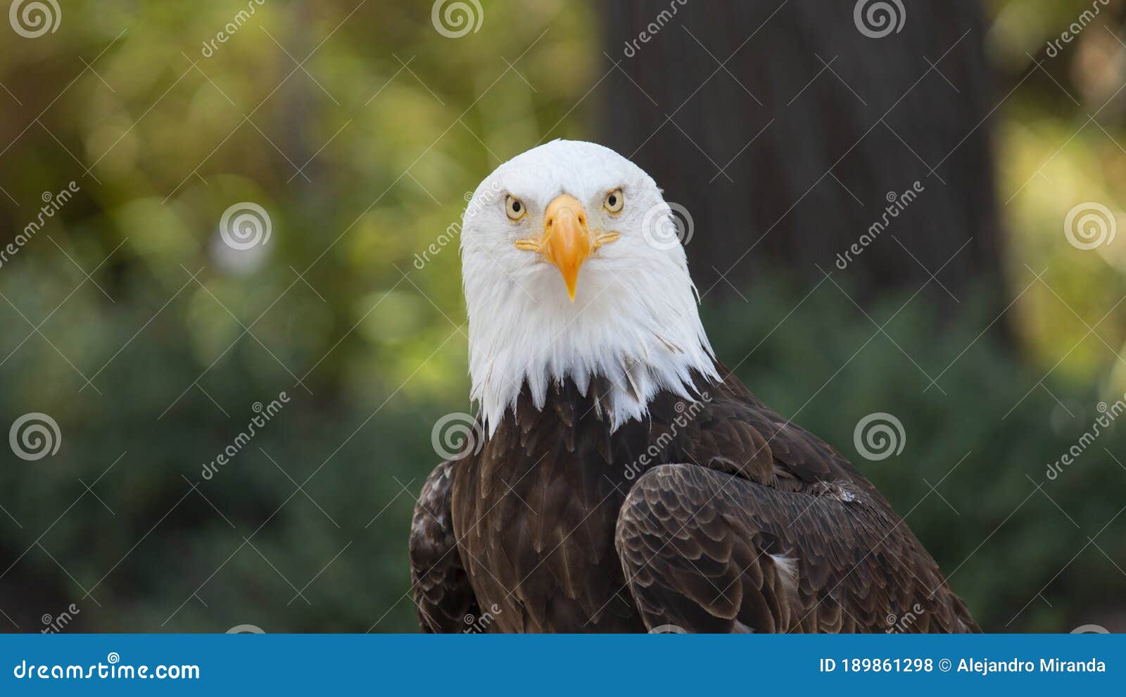 Approach To the Head of an Bald Eagle Seen from Front Looking Towards ...