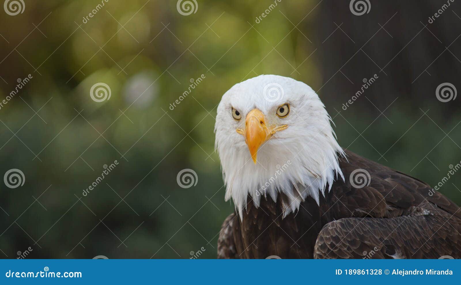 Approach To the Head of an Bald Eagle Seen from Front Looking Towards ...