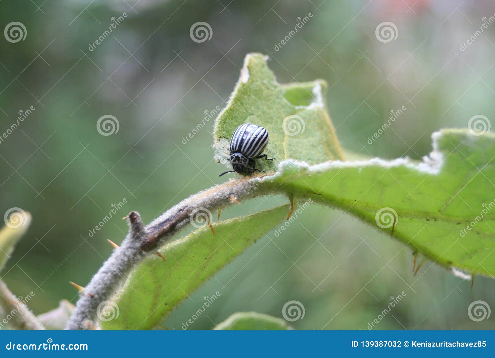 Small Insect Devouring a Leaf Stock Photo - Image of catarina, closeup ...