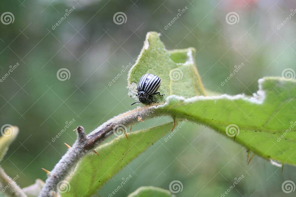 Small Insect Devouring a Leaf Stock Photo - Image of catarina, closeup ...