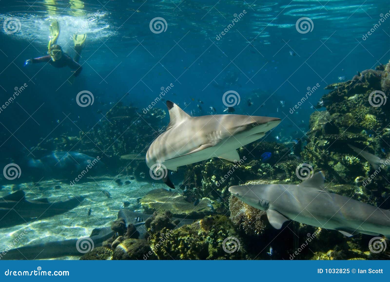 Sharks Approaching Stock Photos - Free & Royalty-Free Stock Photos from ...