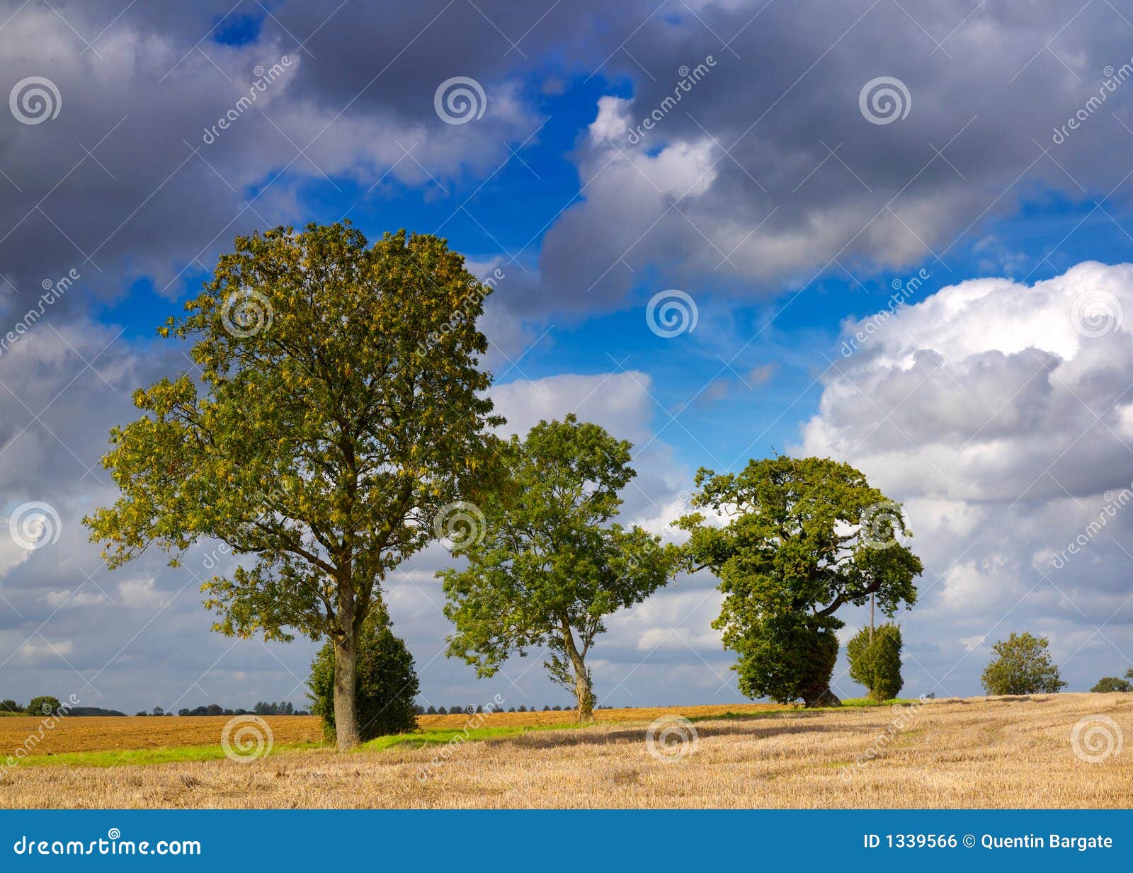 Approaching autumn stock photo. Image of tree, farmland - 1339566
