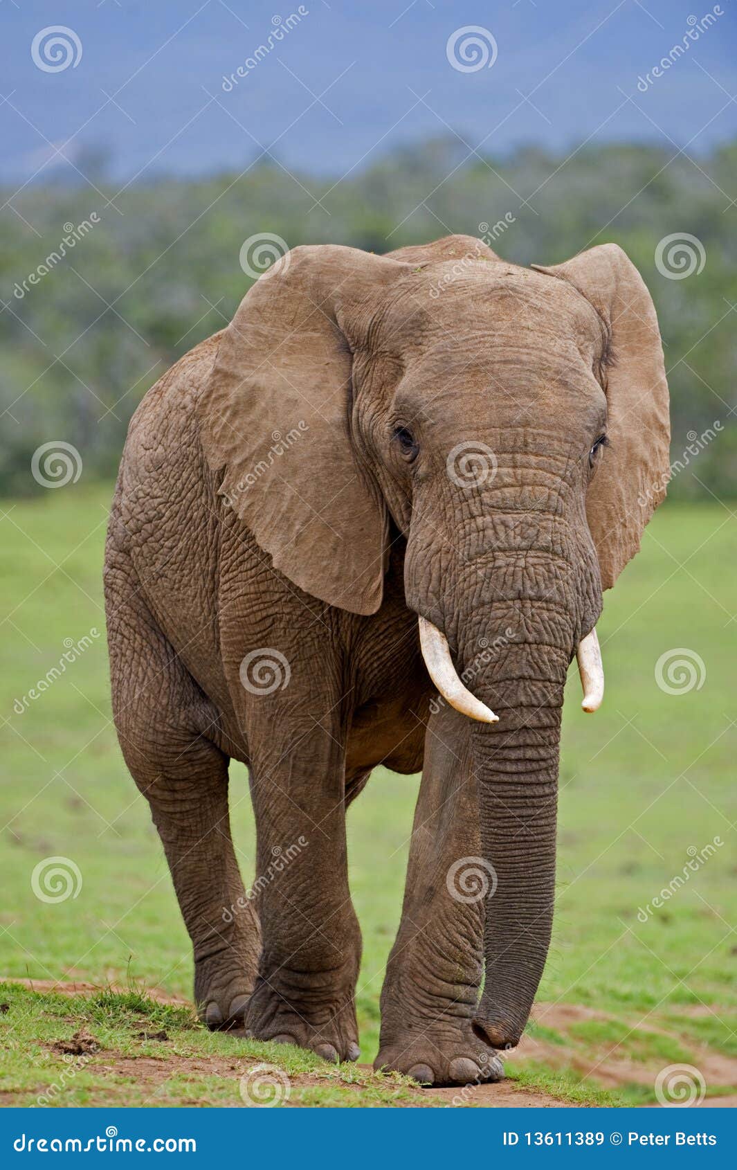 Approaching Bull Elephant stock image. Image of safari - 13611389