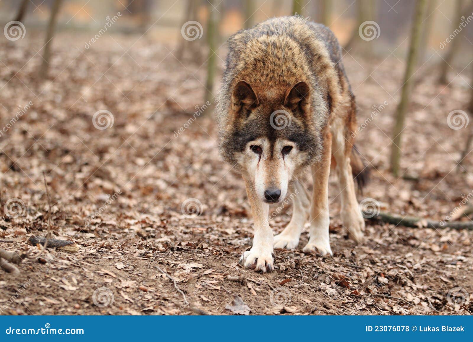 Approaching common wolf stock photo. Image of carnivore - 23076078