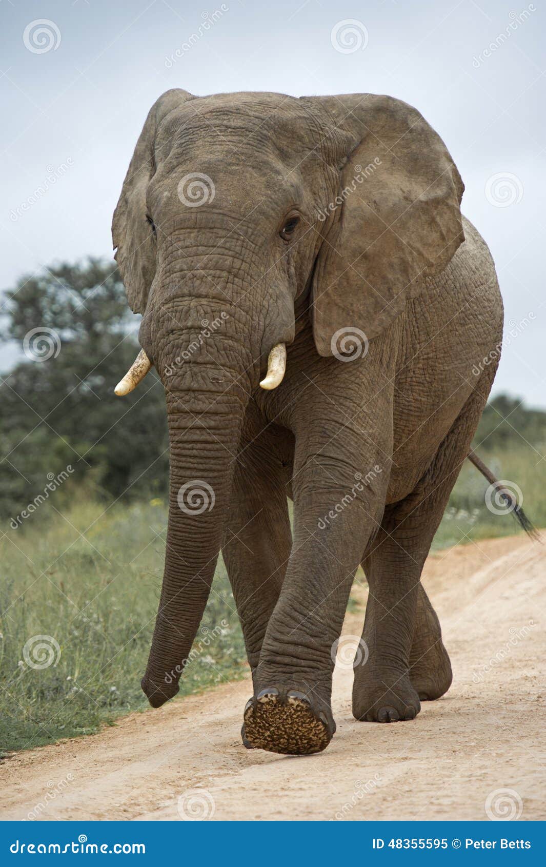 Approaching Elephant stock image. Image of pachyderm - 48355595