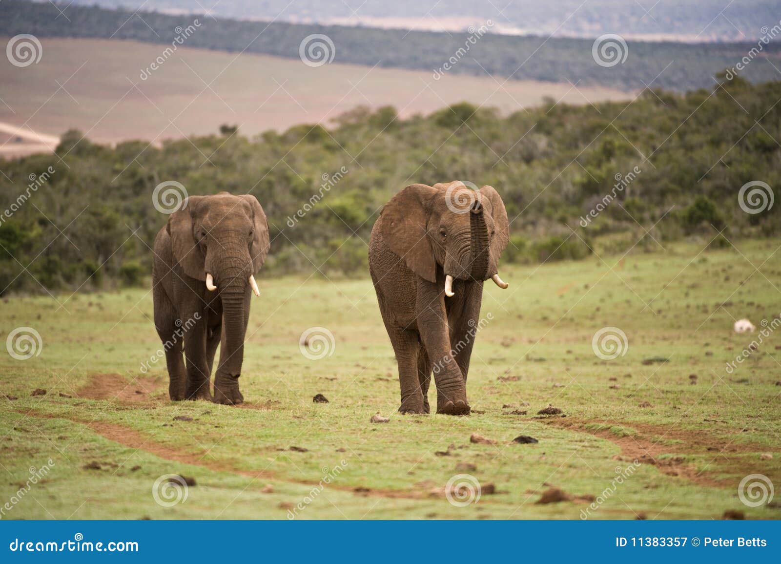 Approaching Elephants stock image. Image of nature, elephant - 11383357