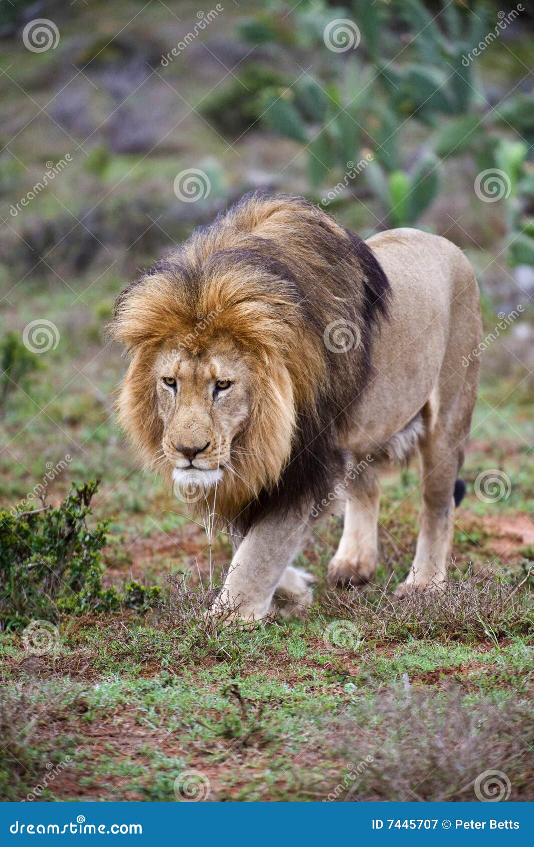 Approaching Lion stock image. Image of environment, powerful - 7445707