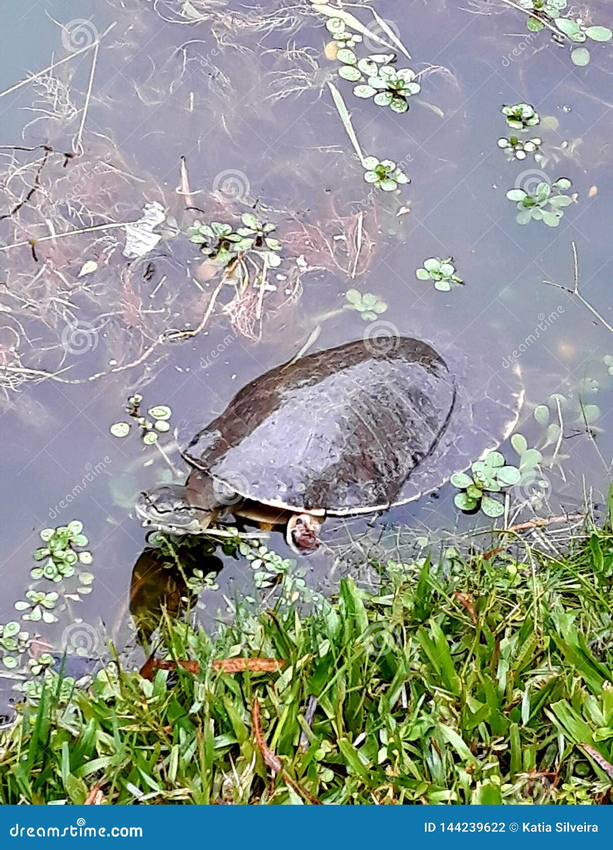 Approaching tortoise stock photo. Image of approaching - 144239622