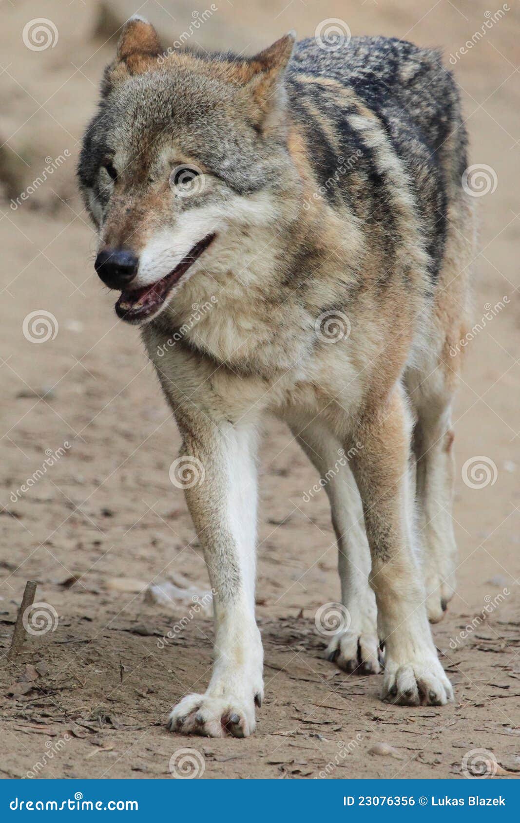 Approaching wolf stock photo. Image of eurasian, mammal - 23076356