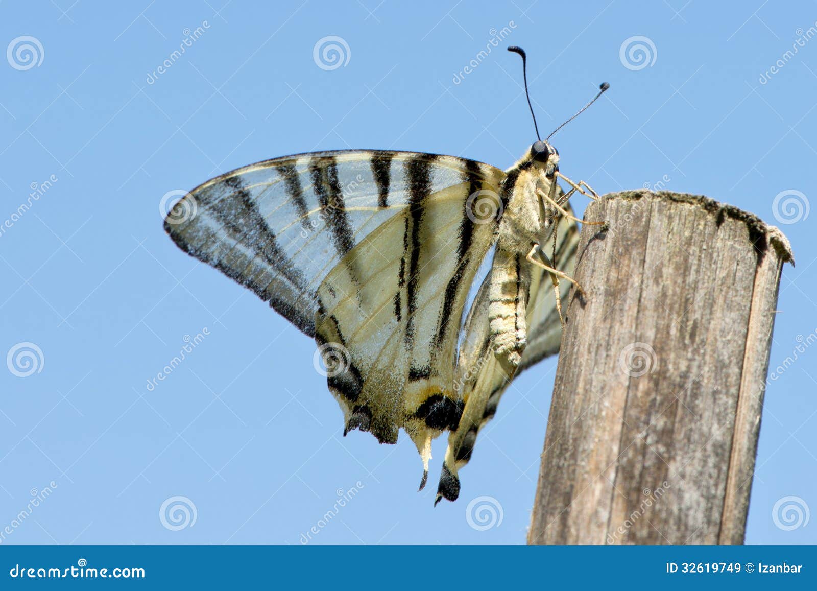 Apra Il Ritratto Della Farfalla Delle Ali Immagine Stock - Immagine di ...