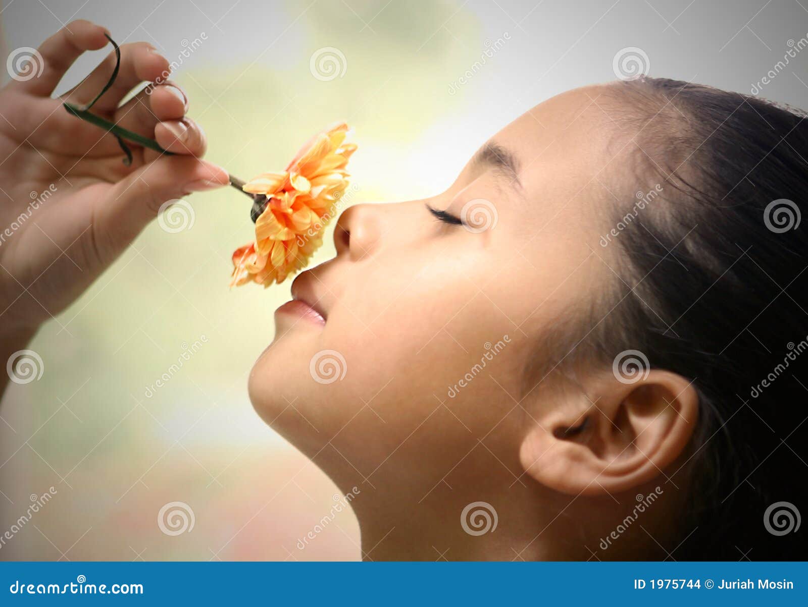 Aprecio y belleza pura foto de archivo. Imagen de crisantemo - 1975744