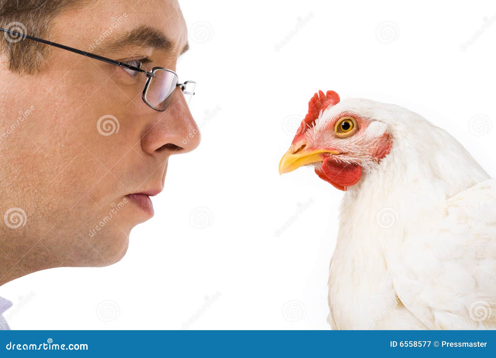 Aprendizaje de la gallina imagen de archivo. Imagen de adulto - 6558577