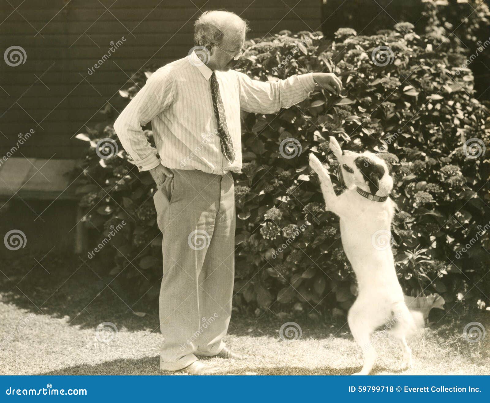Aprendizaje De Un Nuevo Truco Del Perro Foto de archivo - Imagen de ...