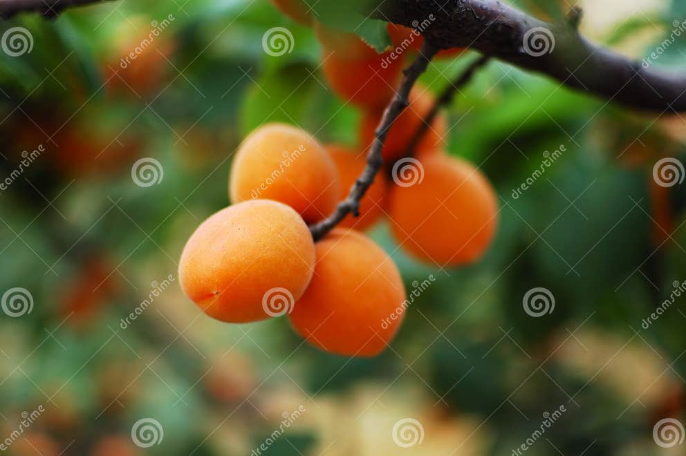 Apricot 10 stock photo. Image of leaf, harvest, orange - 14876452