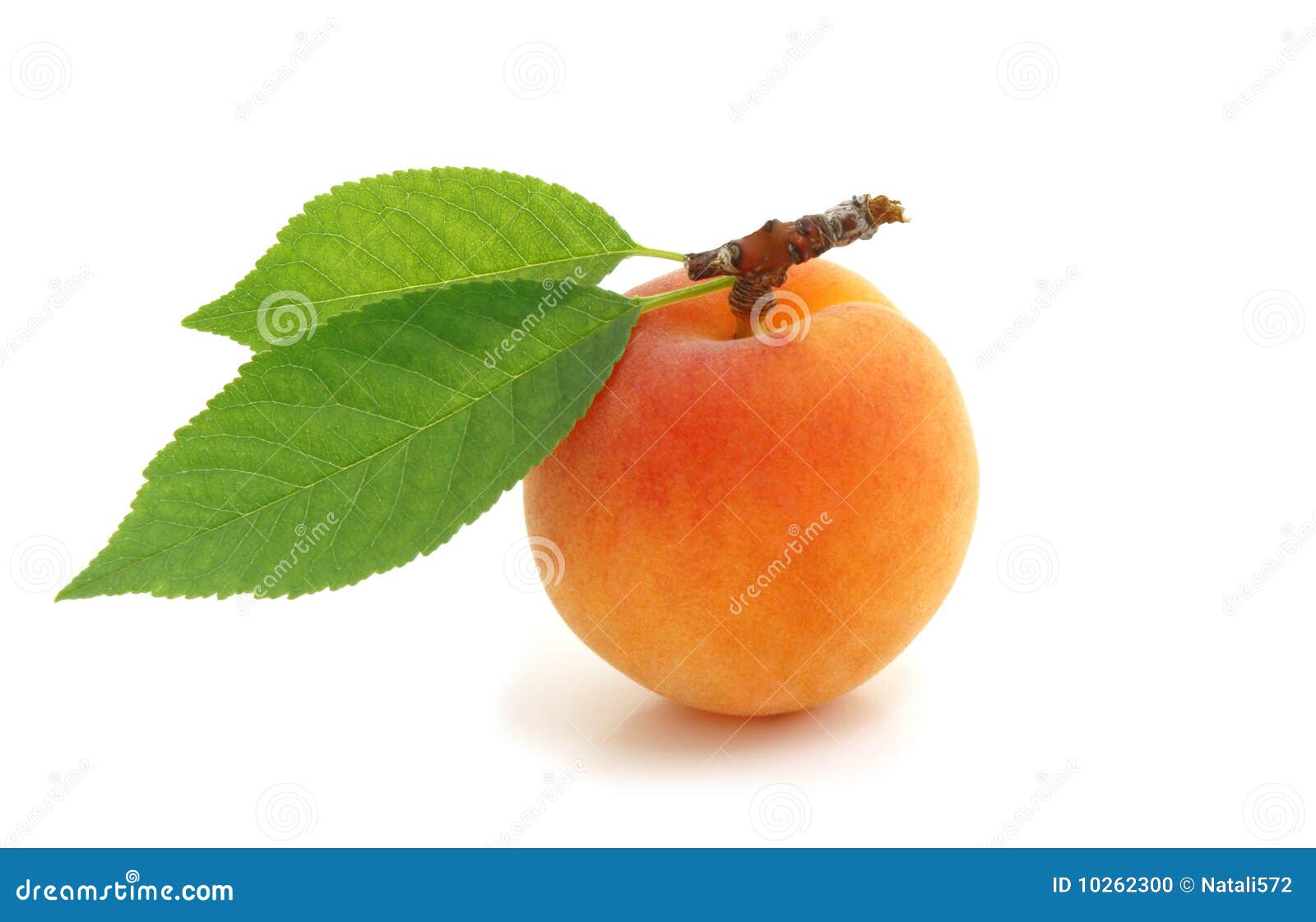 Apricot. stock photo. Image of orange, fresh, feeding - 10262300