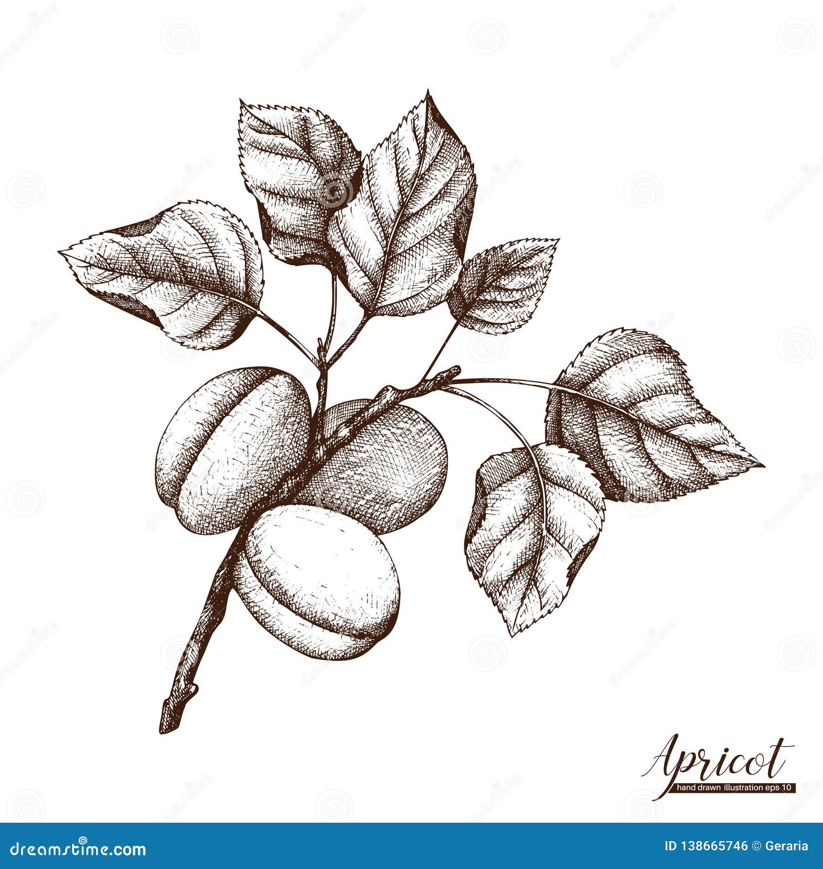 Hand Drawn Apricot Sketch. Vector Fruits and Leaves Isolated on White ...