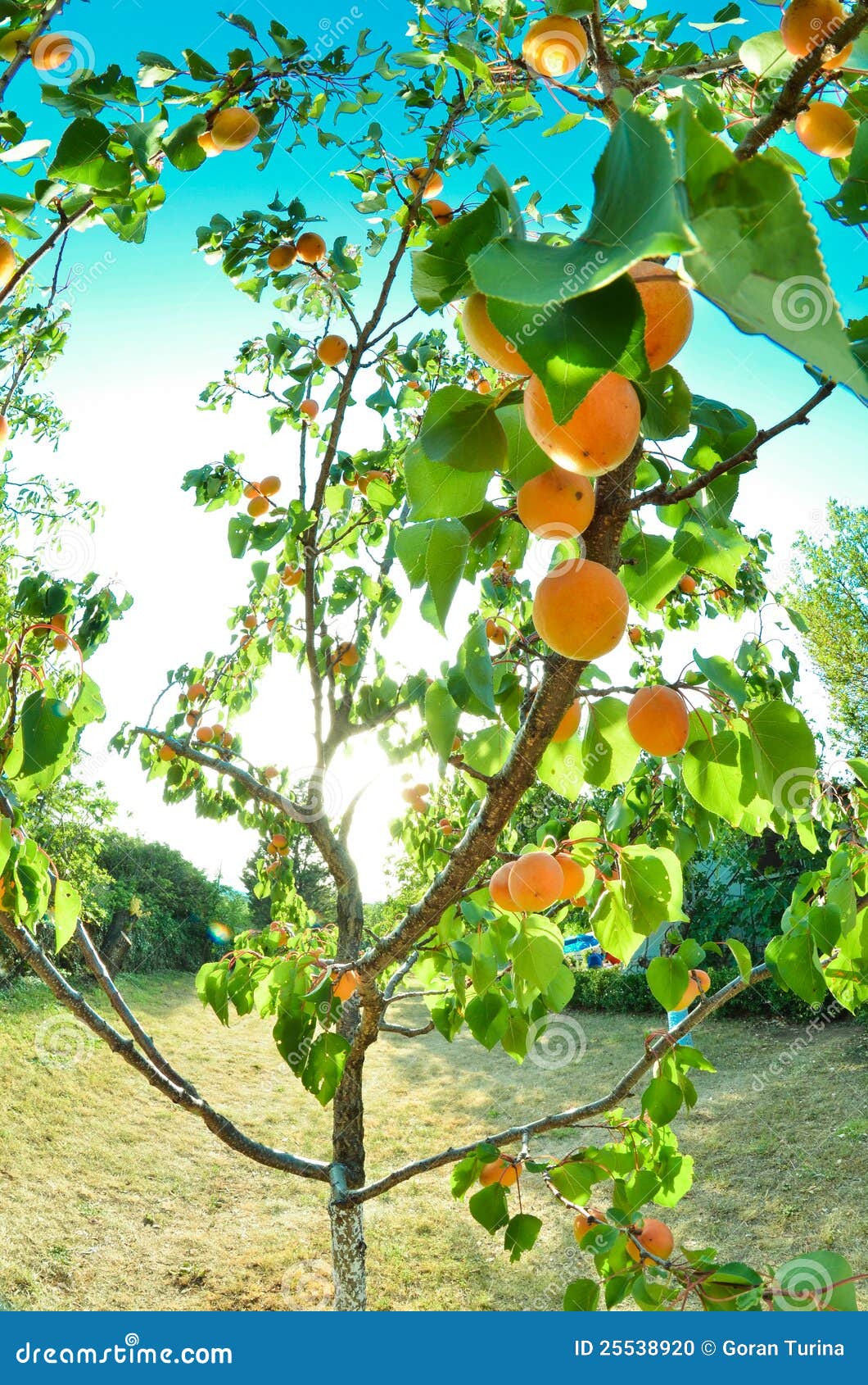 Apricot stock photo. Image of delicious, spring, full - 25538920