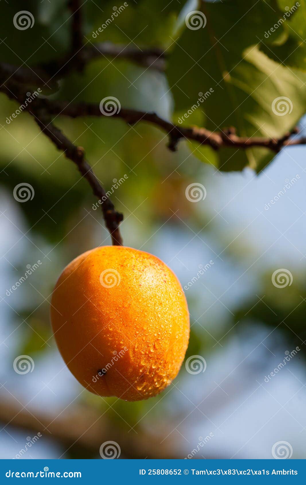 Apricot stock photo. Image of tasty, delicious, ripe - 25808652